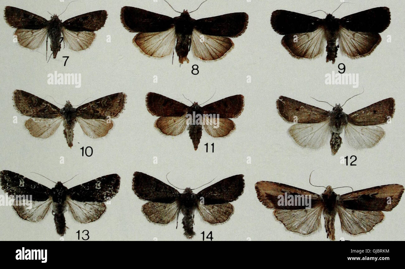 Butterflies and moths of Newfoundland and Labrador - the ...