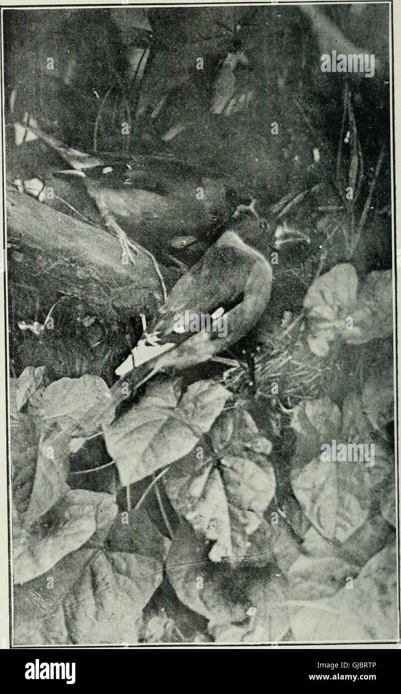 Bird Notes (1917) is a collection of observations on bird species ...