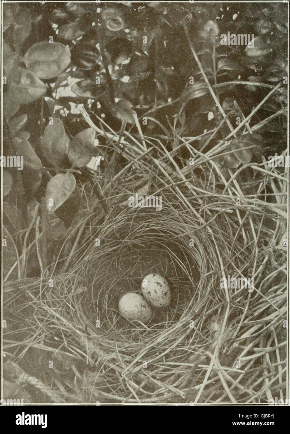 A 1908 publication featuring notes and observations on birds, providing ...
