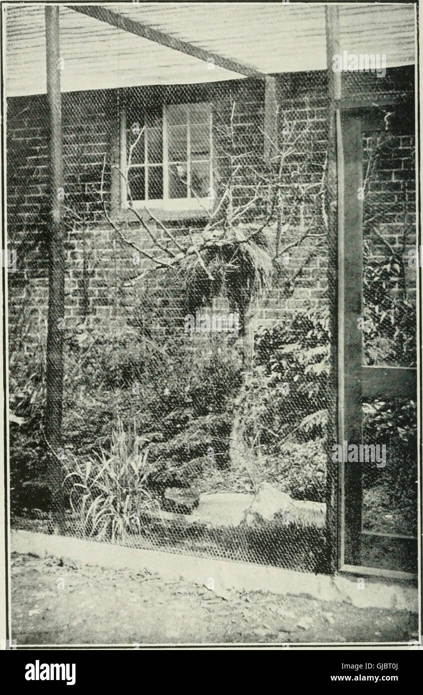 A collection of observations and notes on various bird species ...