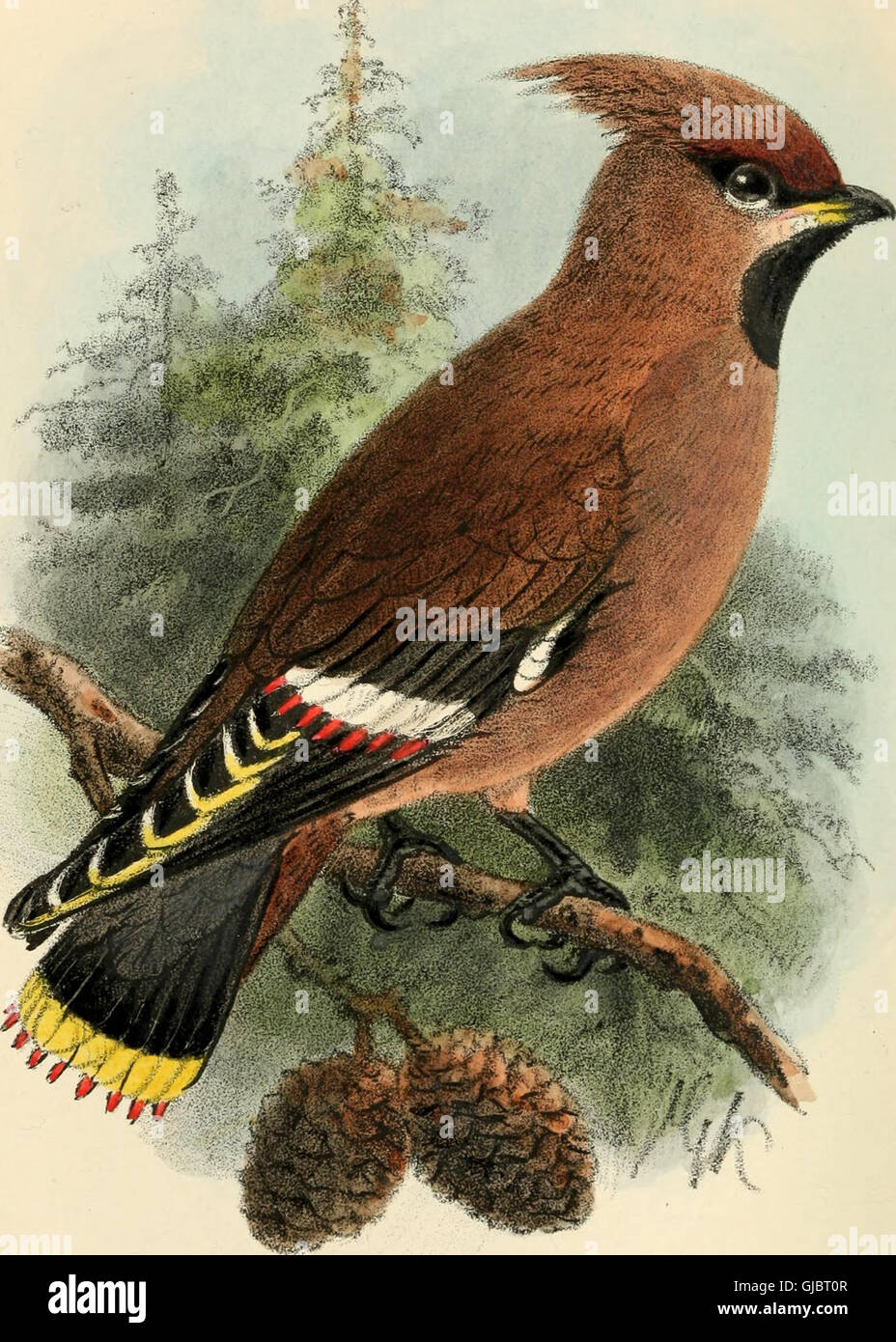 This 1902 publication provides detailed observations of bird species ...