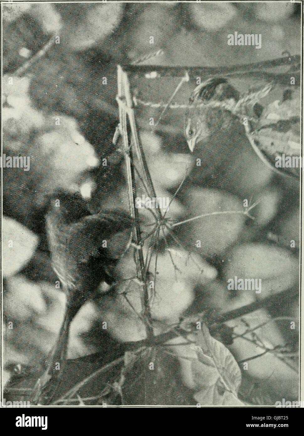 This 1916 collection of bird observations offers a detailed look at ...