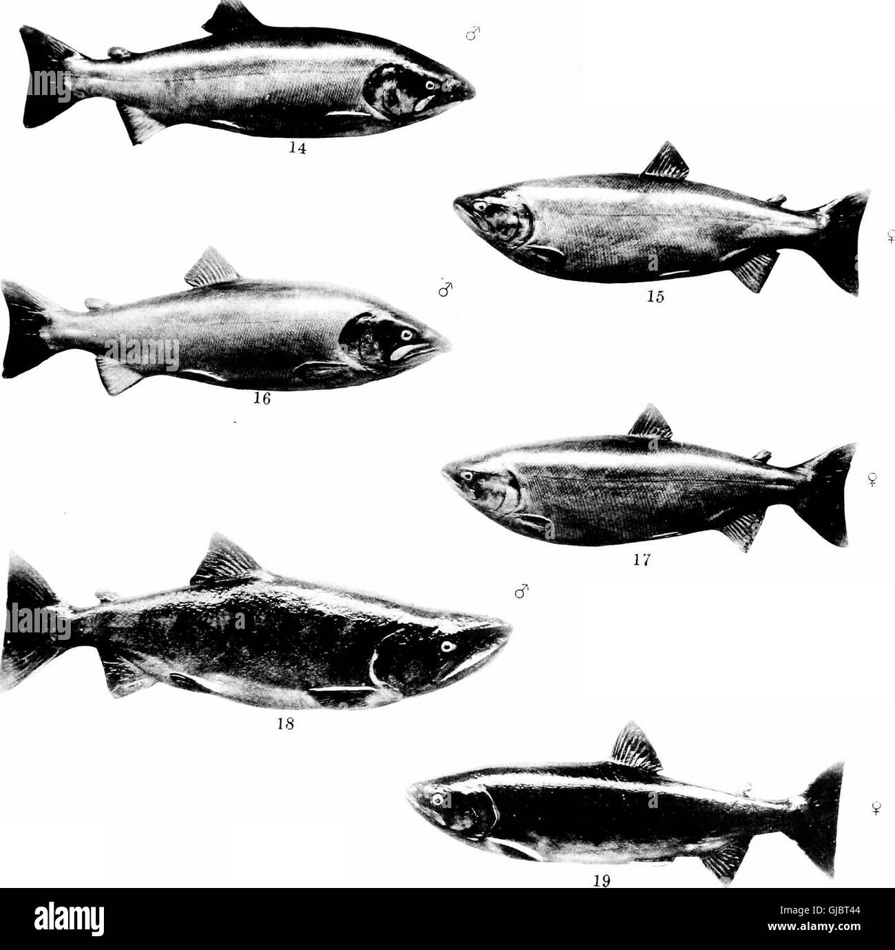 A 1913 checklist of the fishes found in the Dominion of Canada and ...
