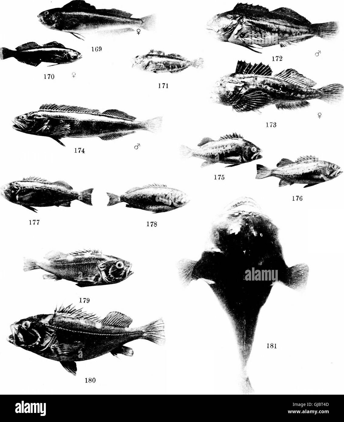 This 1913 checklist provides a comprehensive listing of fish species ...