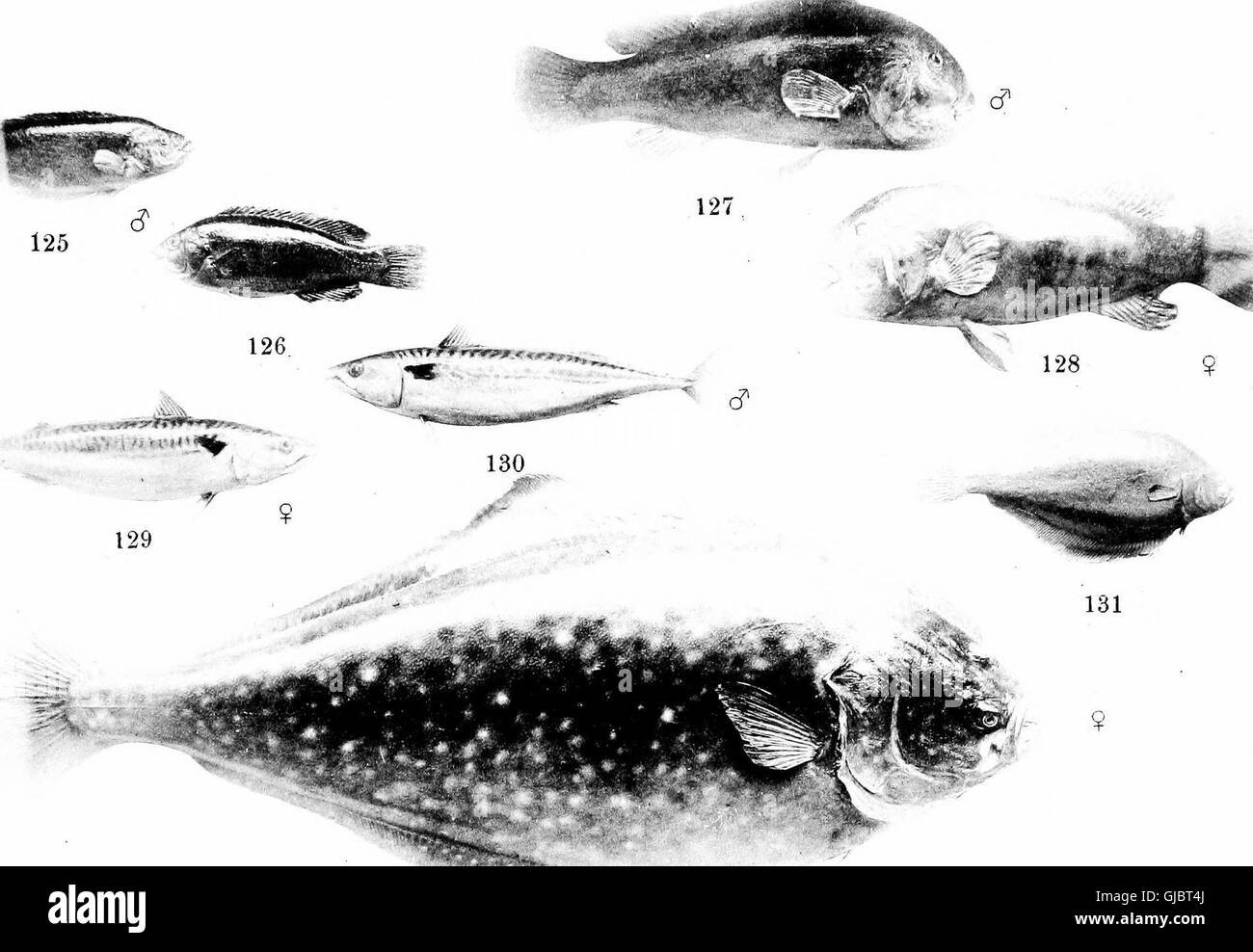Fish newfoundland Black and White Stock Photos & Images - Alamy