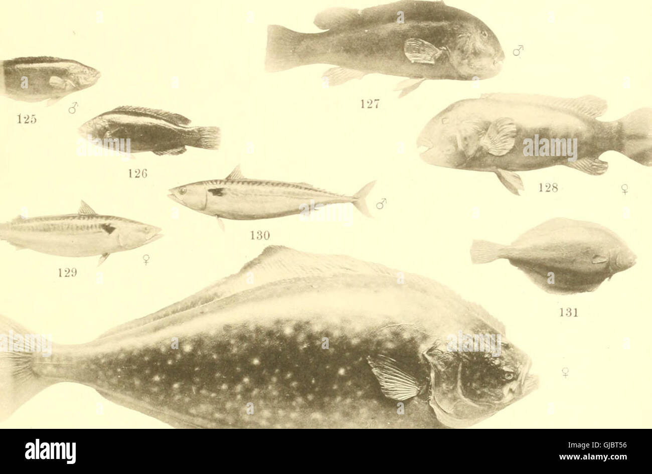 The 1913 'Check List of the Fishes of the Dominion of Canada and ...