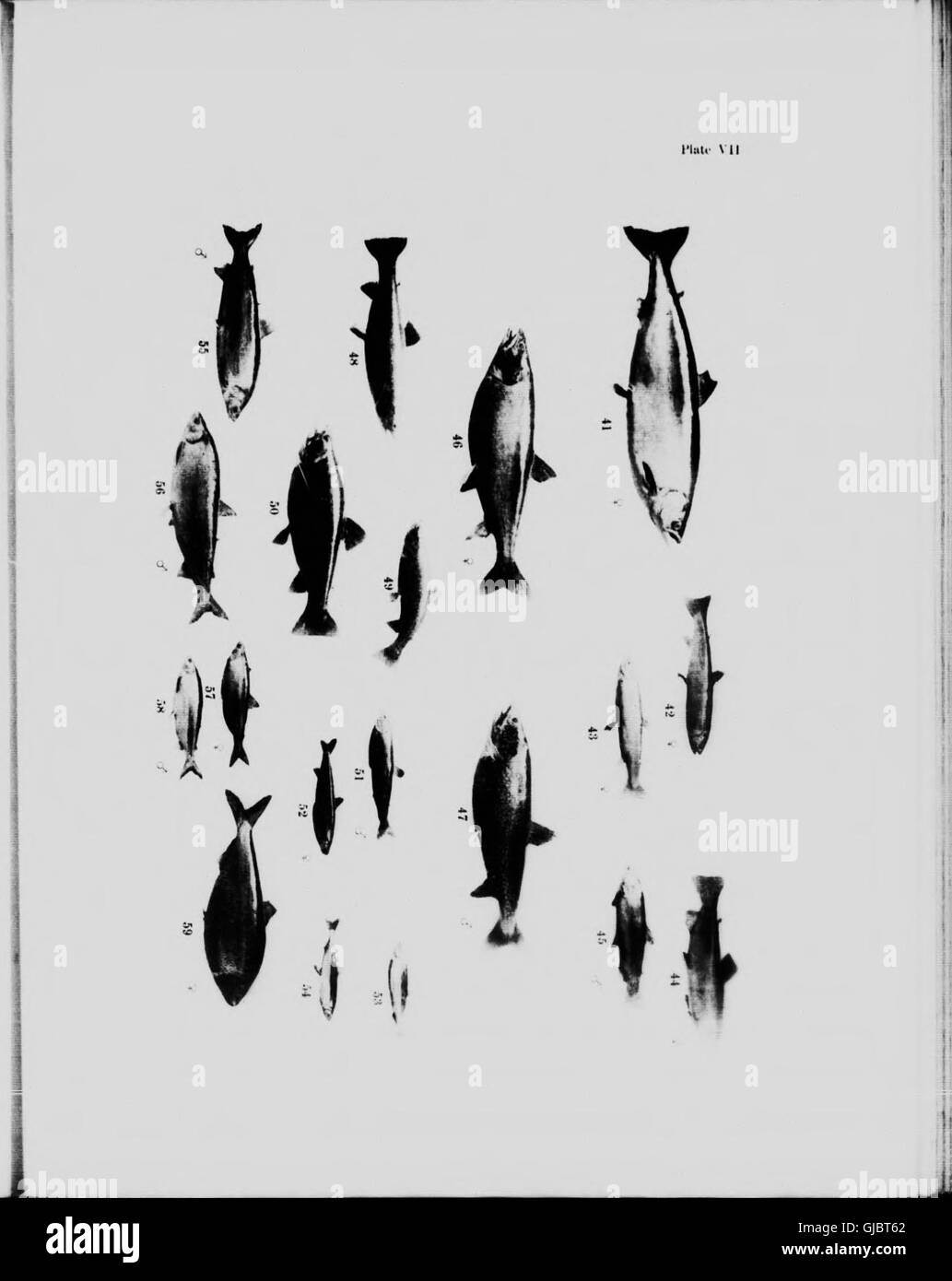 *Check List of the Fishes of the Dominion of Canada and Newfoundland ...