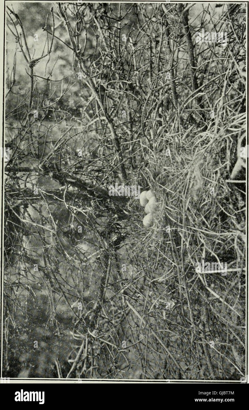 'Bird Notes' from 1917 provides concise observations and reports on ...