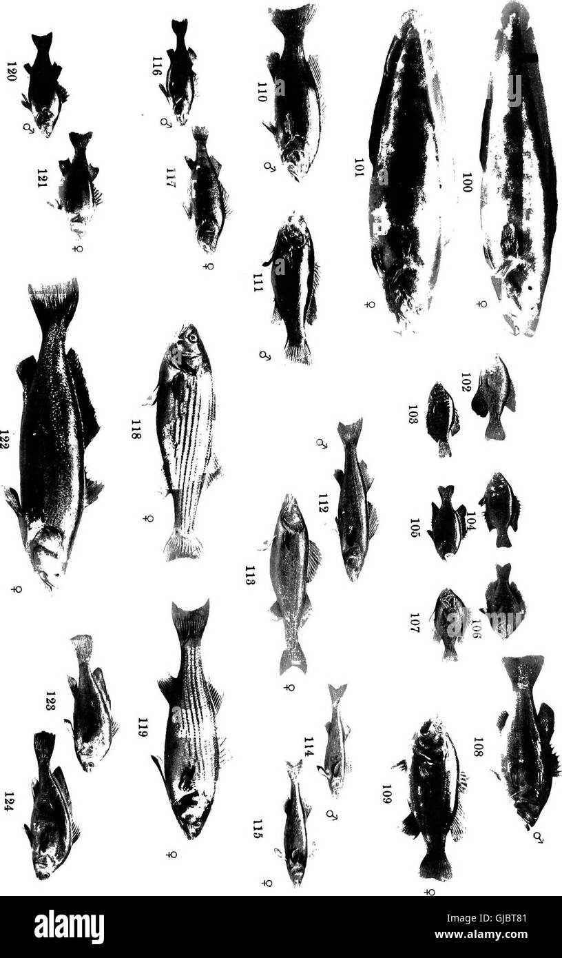 This 1913 checklist provides a comprehensive list of fish species found ...