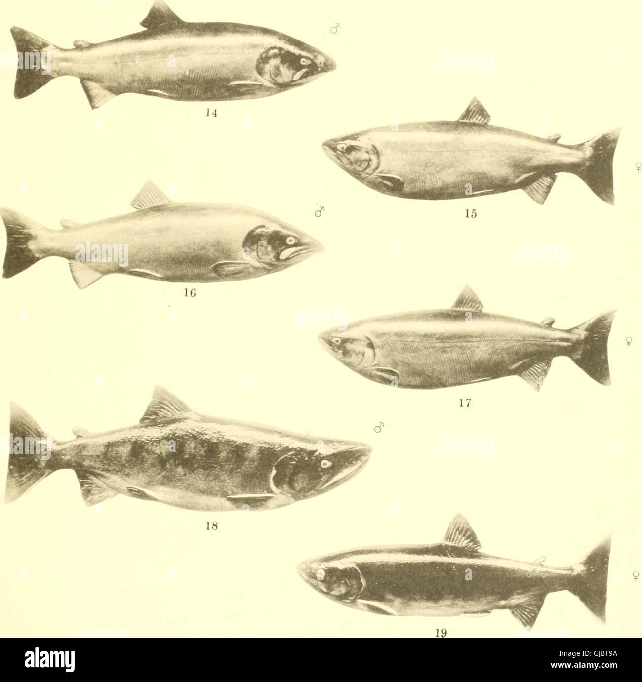 This 1913 checklist provides a comprehensive list of fish species found ...