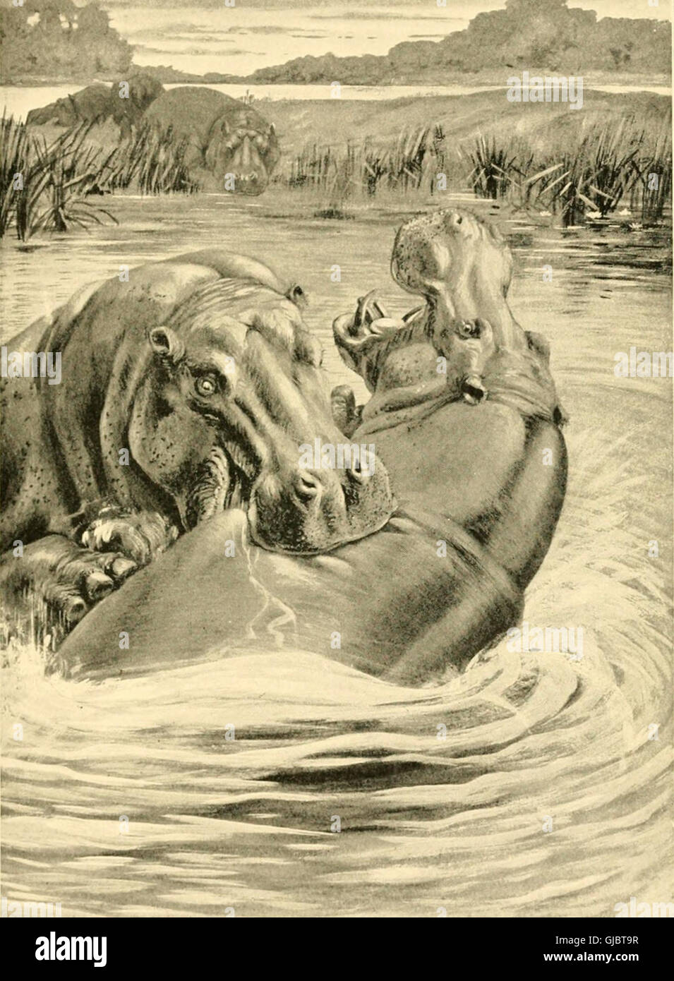 This work explores the behavior and interactions of forest-dwelling ...