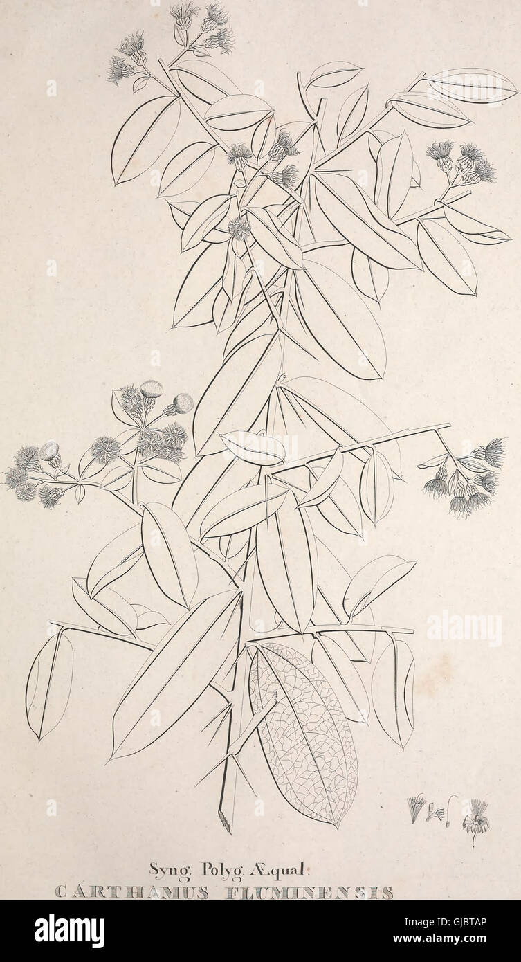 This 1827 work, *Florae Fluminensis*, is a botanical publication ...