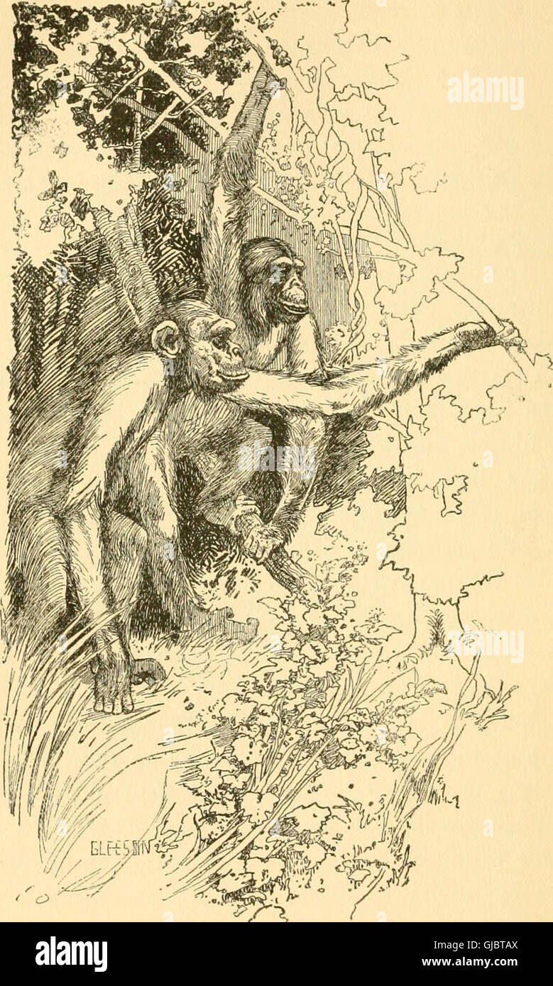 'The World of the Great Forest' (1900) explores the behaviors ...