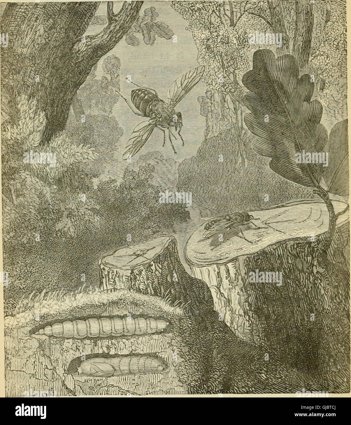 This work, an adaptation of Émile Blanchard's 'Metamorphoses, mœurs et ...