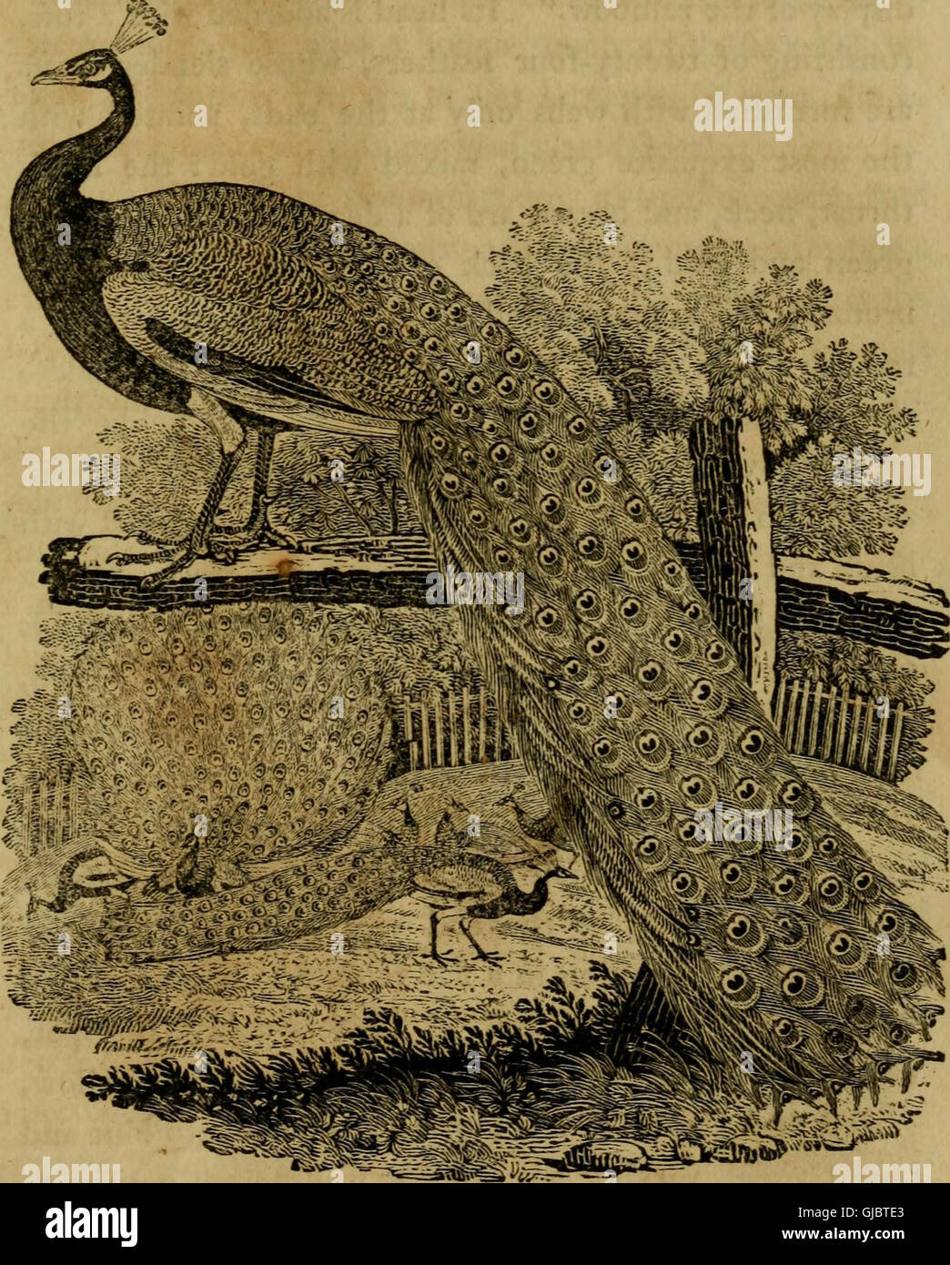 *A History of British Birds* (1809) includes illustrations and ...