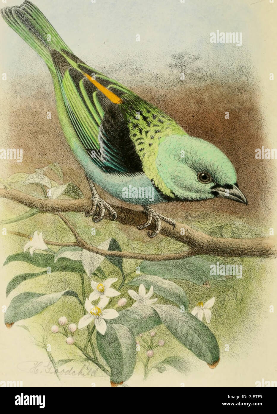 Bird Notes (1904) is a collection of observations on various bird ...