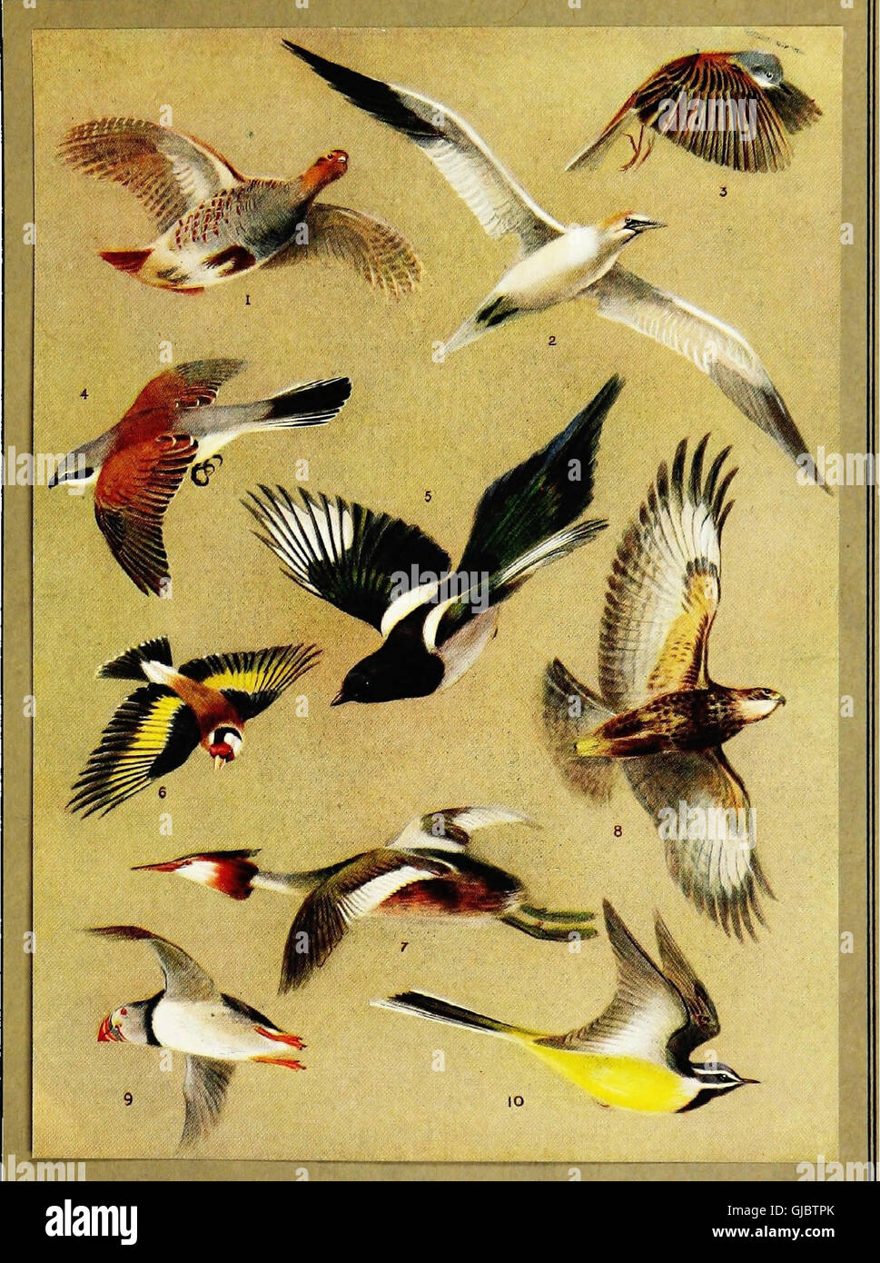'The British Bird Book' (1921) provides detailed information about bird ...