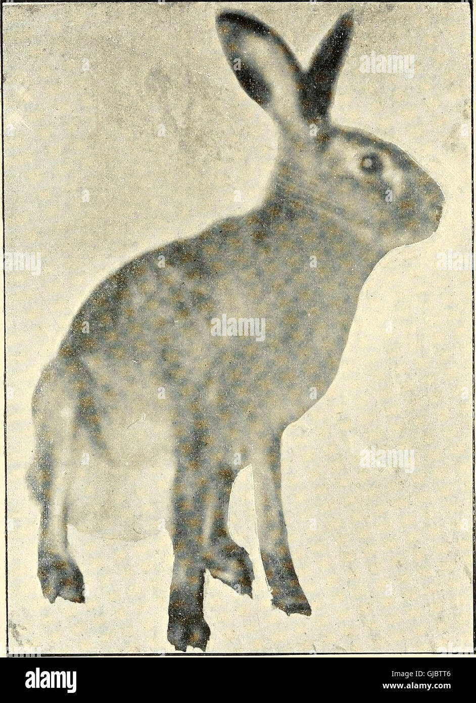 This 1901 guide offers instructions on raising Belgian hares, including ...