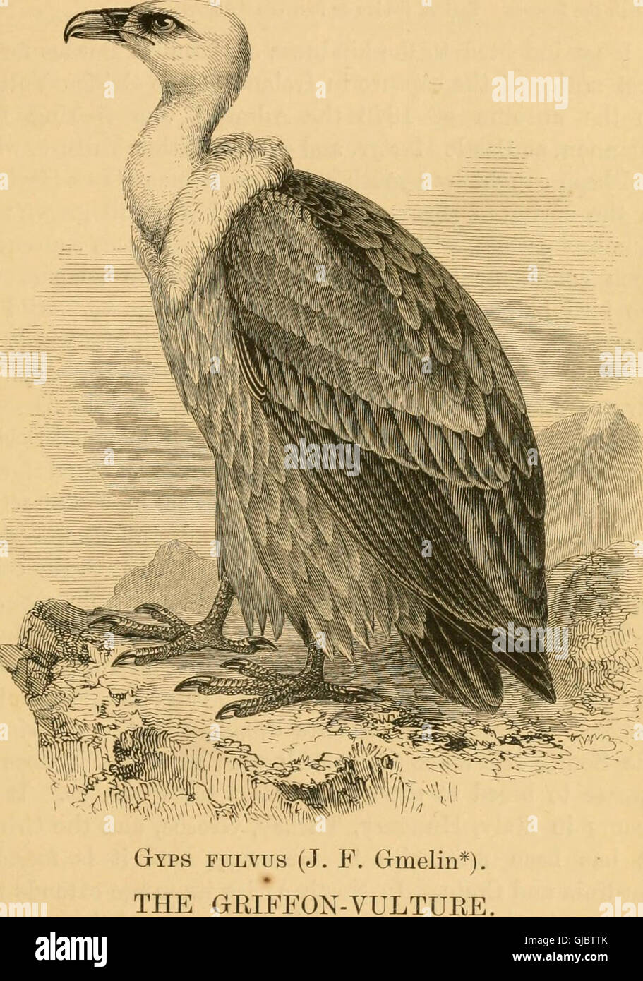 This 1871 work provides a comprehensive history of British bird species ...