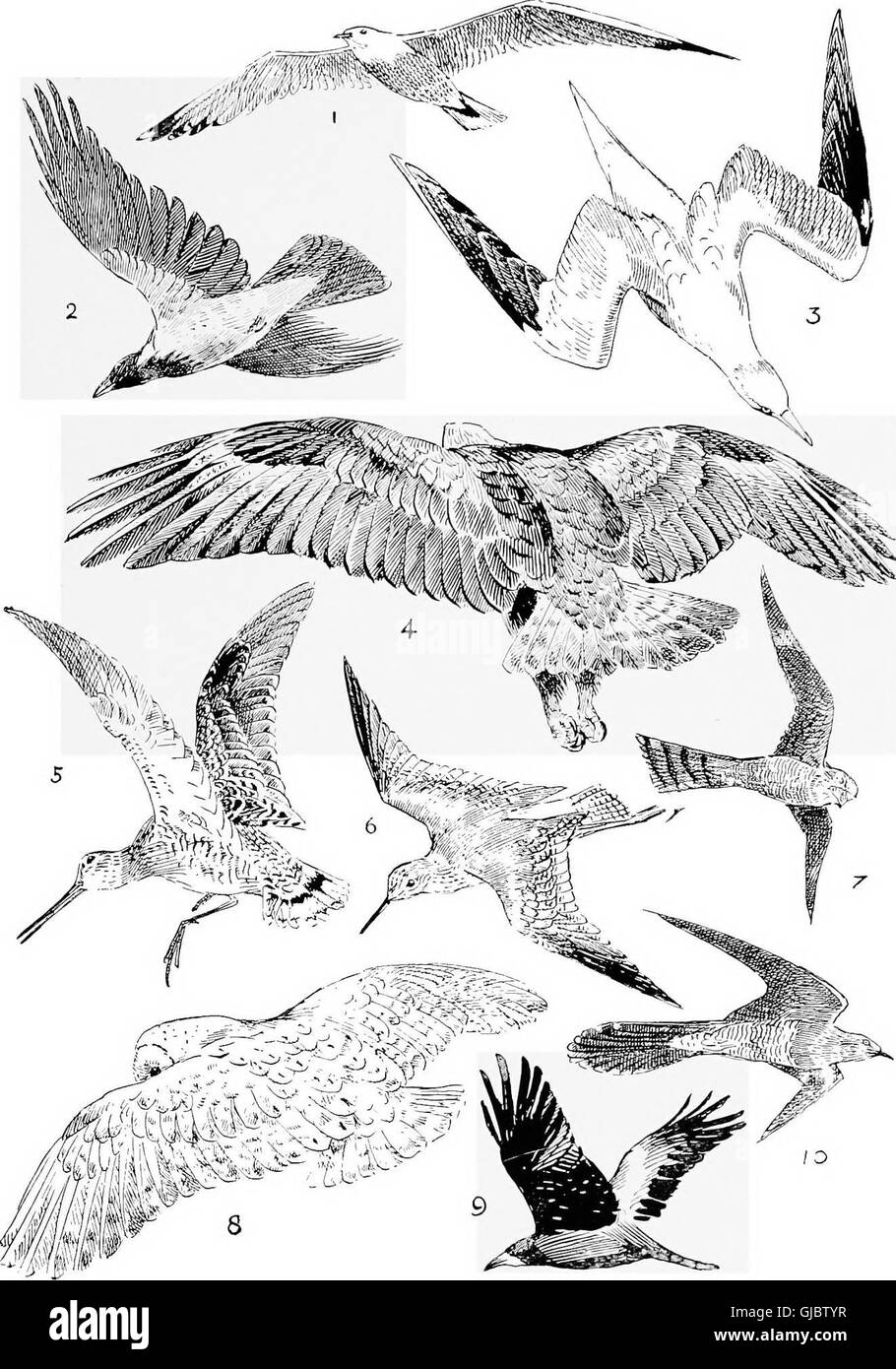 'The British Bird Book' (1921) is a comprehensive guide to the bird ...
