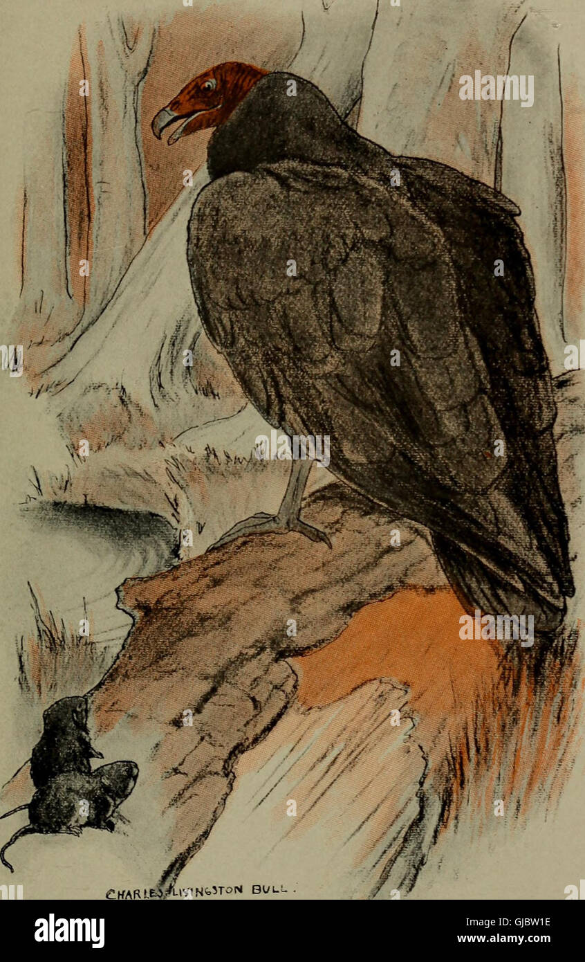 This 1911 children’s book tells the story of two animal characters, Tan ...