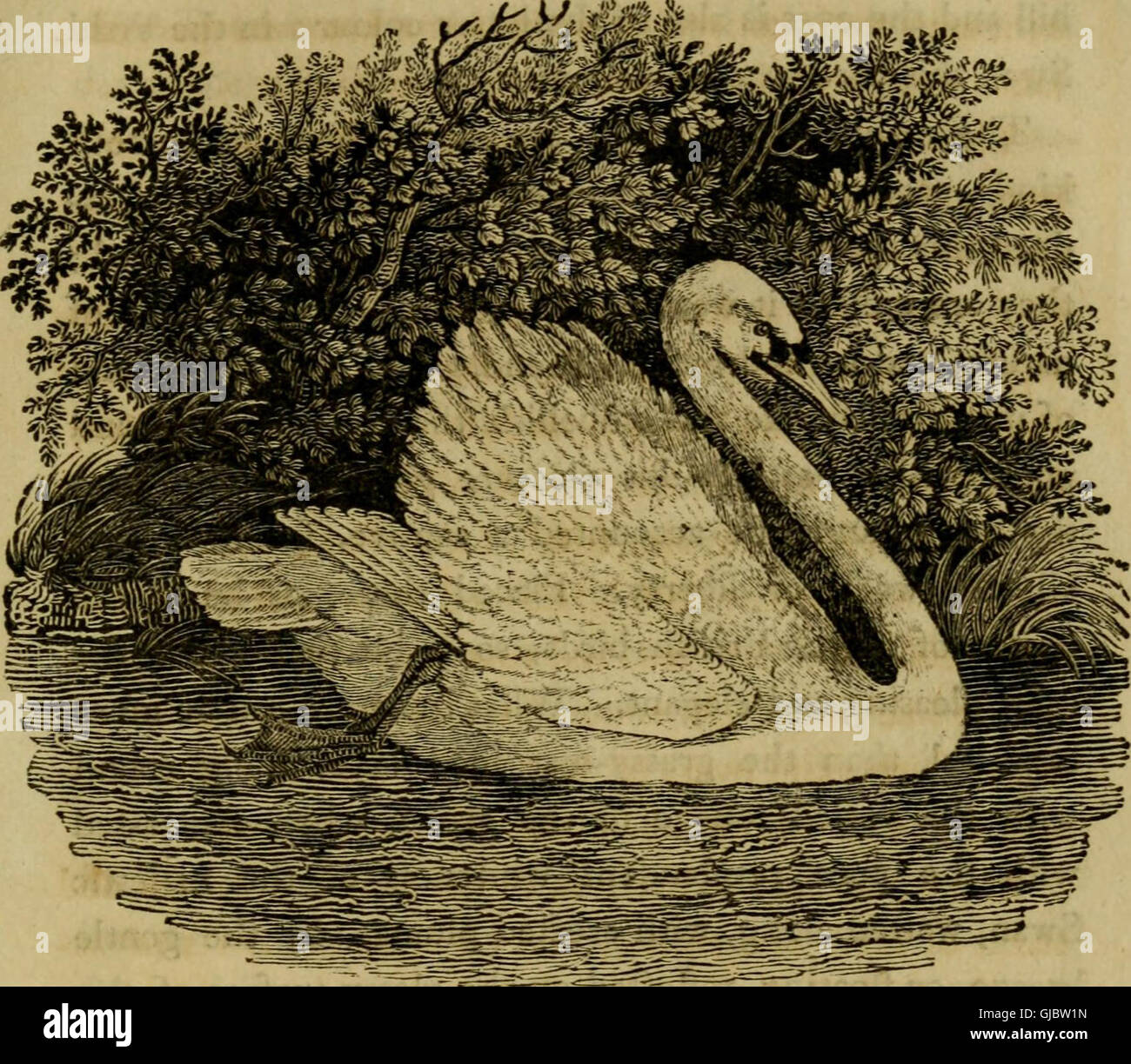 This 1809 work, *A History of British Birds*, features detailed ...