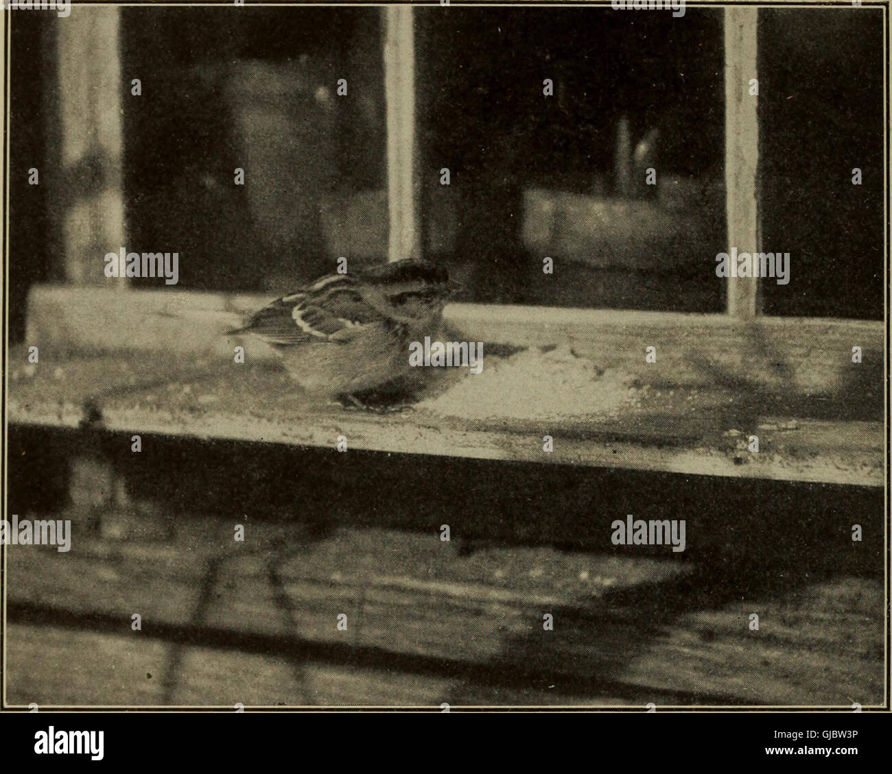 The 1885 edition of Outing magazine, covering a wide range of outdoor ...