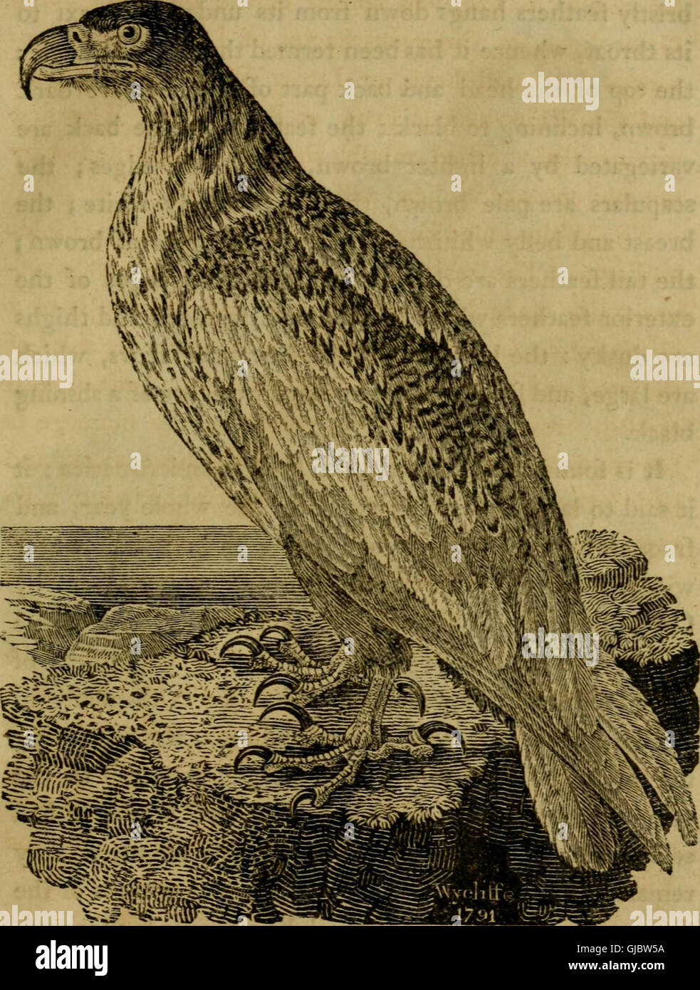 *A History of British Birds* (1809) focuses on British bird species ...