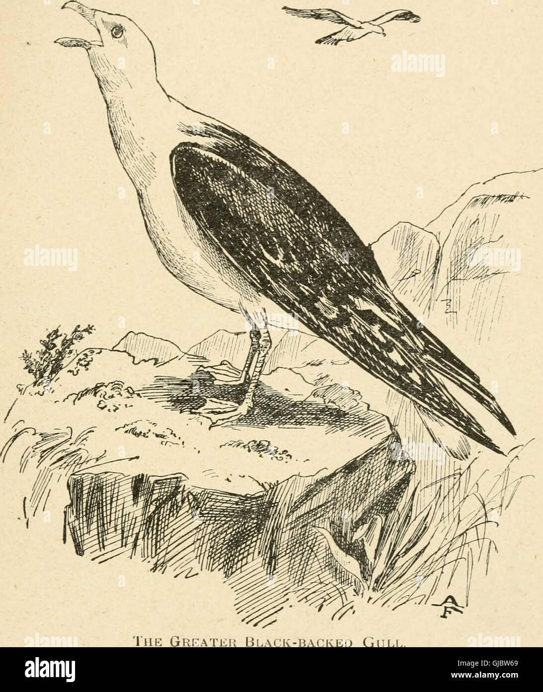 This 1899 handbook covers British bird species suitable for confinement ...
