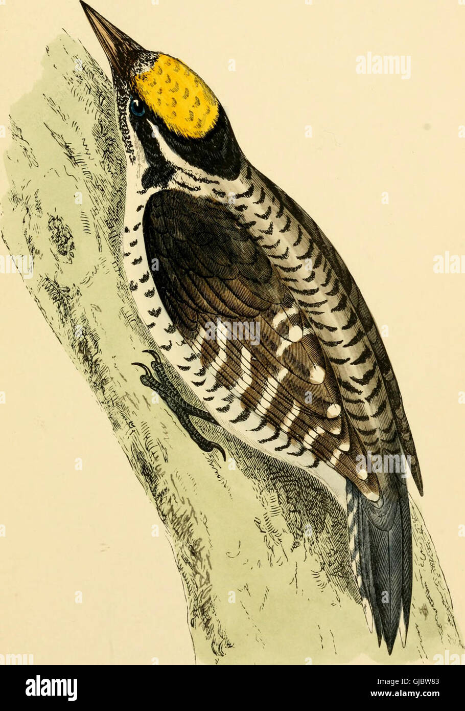 'A History of British Birds' (1862) by Rev. F.O. Morris explores the ...