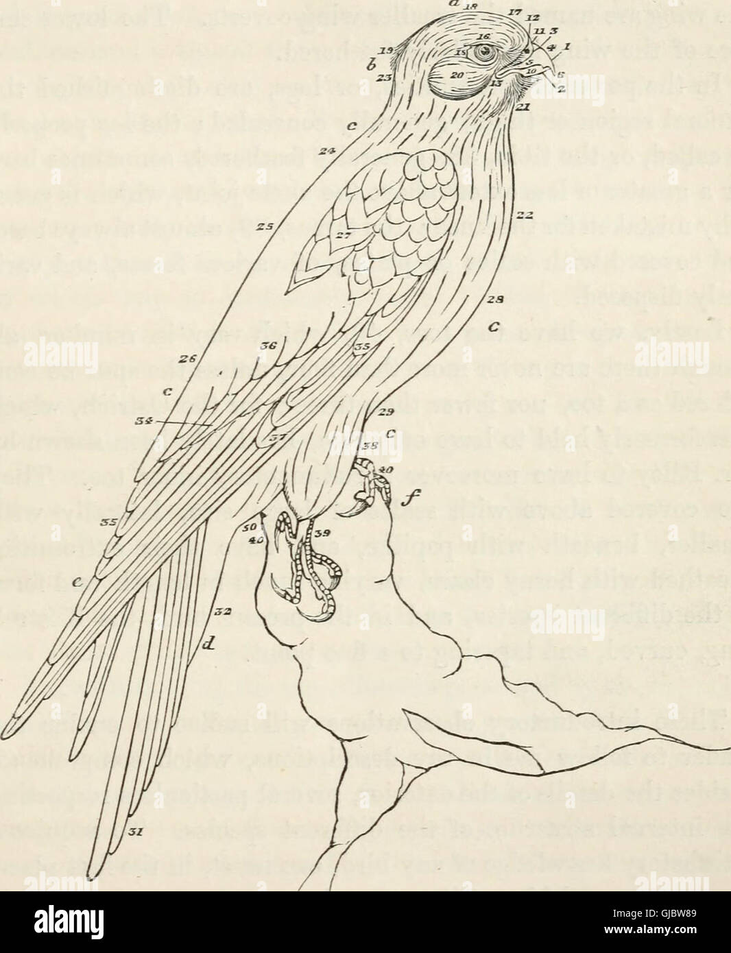 This history of British birds details both indigenous and migratory ...