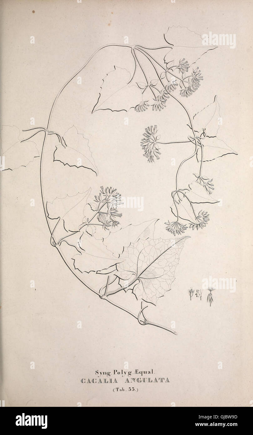 A 1827 botanical work detailing the flora of the Brazilian Empire, with ...