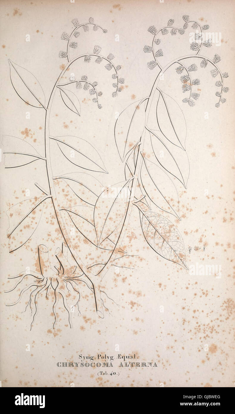 This 1827 work features the flora of the Brazilian Empire, showcasing ...