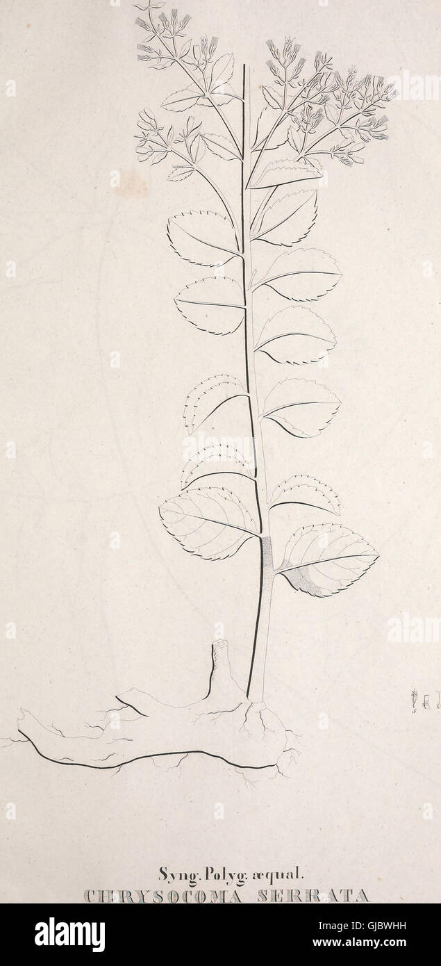 This 1827 work, *Florae Fluminensis Icones*, was published under the ...