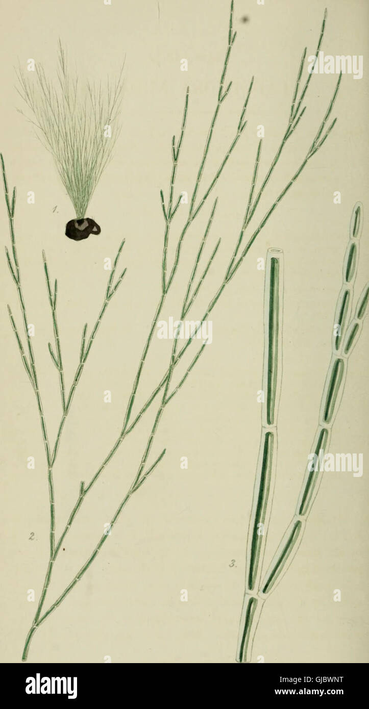 *Phycologia Britannica* is a comprehensive guide to British seaweeds ...
