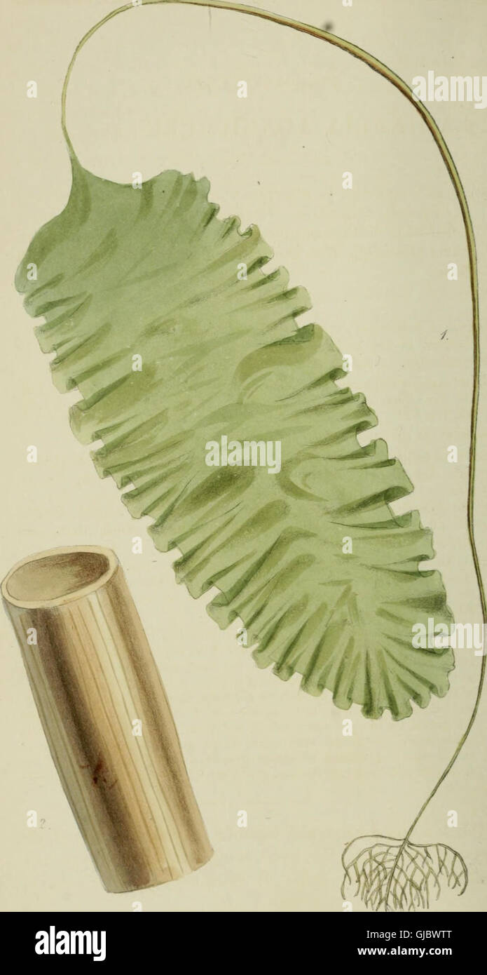A detailed history of British seaweeds, featuring colored illustrations ...