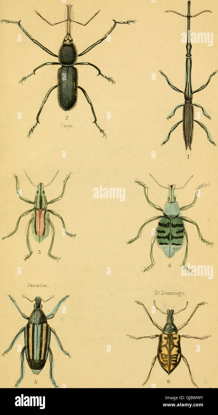 *The Natural History of Beetles* (1852) is a detailed study of beetle ...