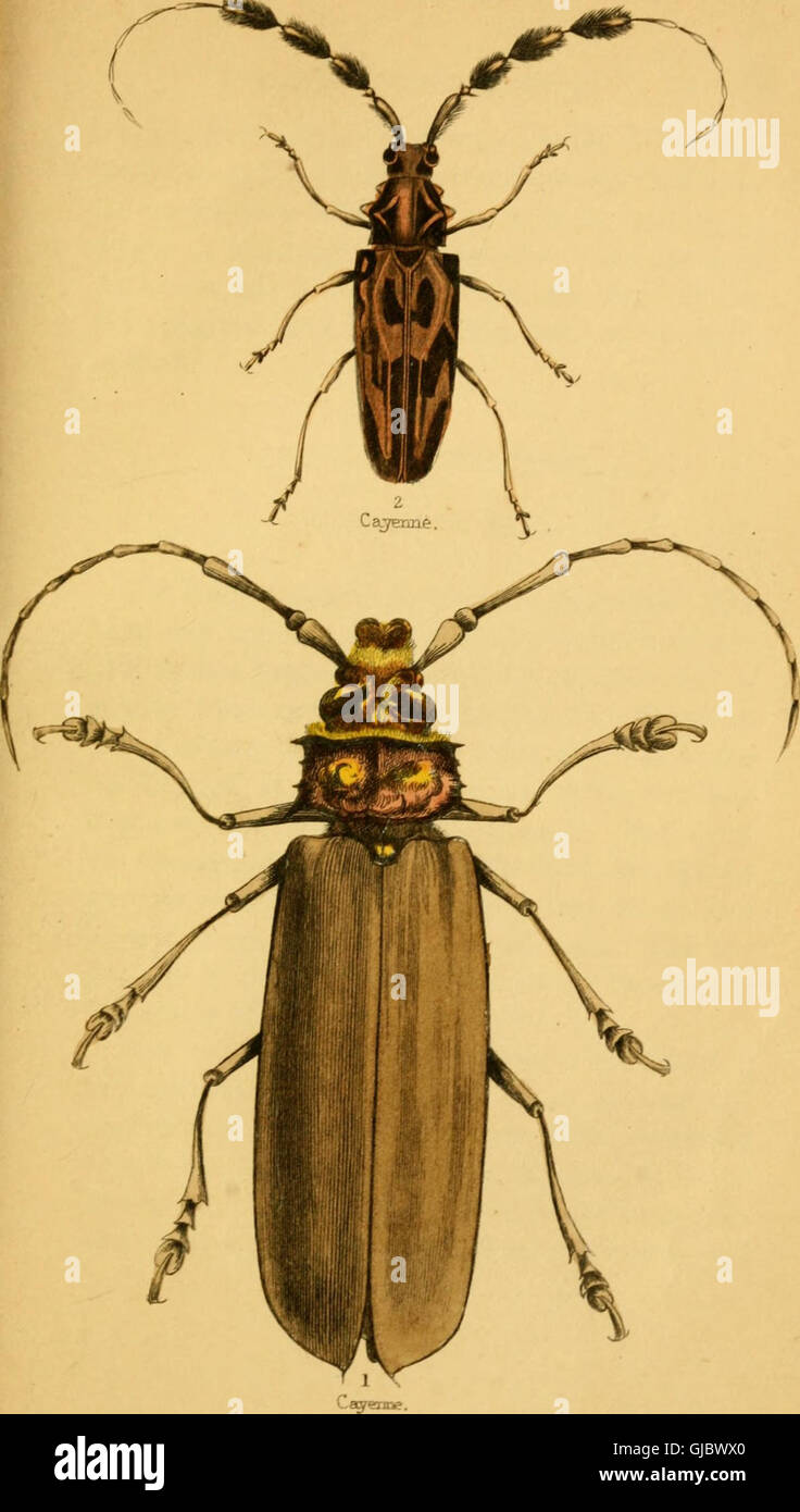 This 1852 work provides a natural history of beetles, illustrated with ...