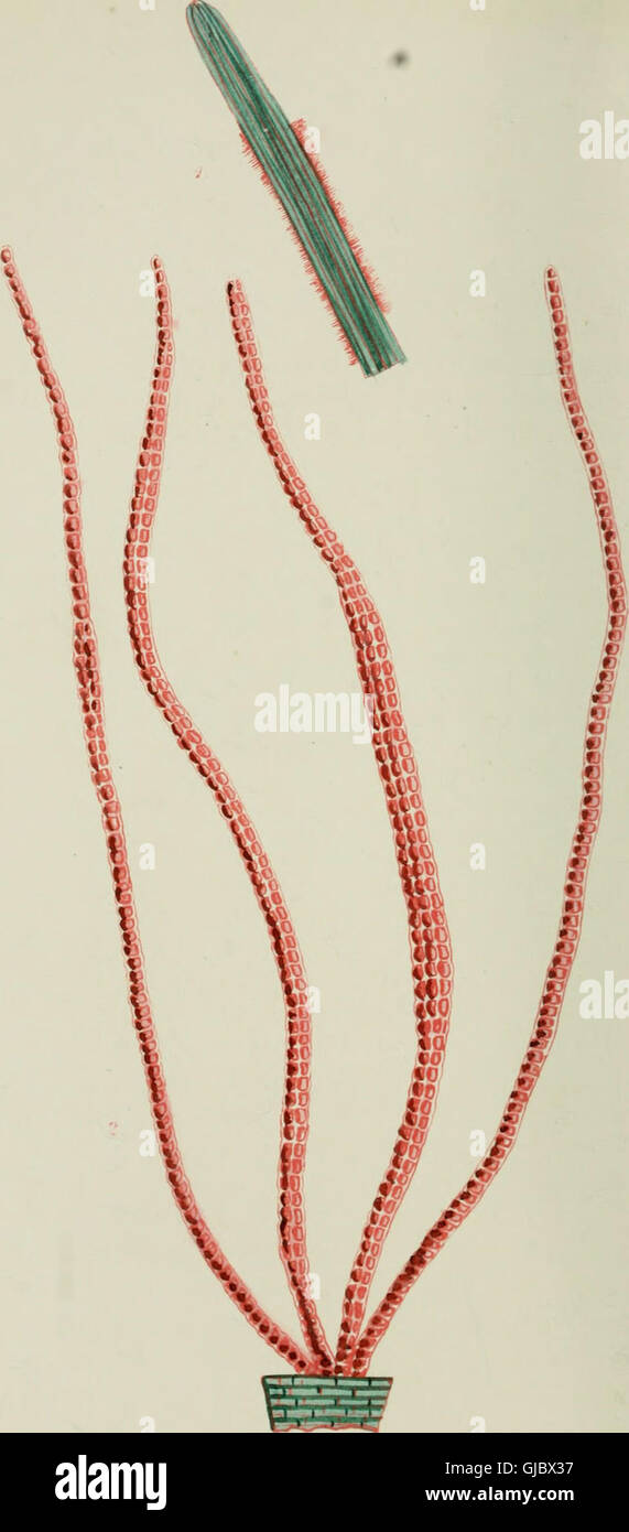 'Phycologia Britannica' is a comprehensive guide to the seaweeds of ...