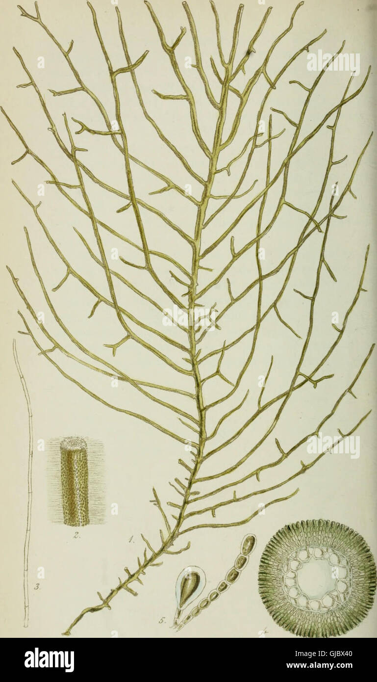 Phycologia Britannica is a comprehensive history of British seaweeds ...