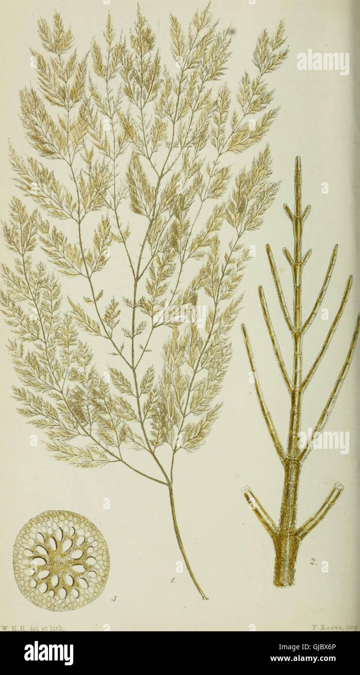 This detailed work provides a history and classification of British ...