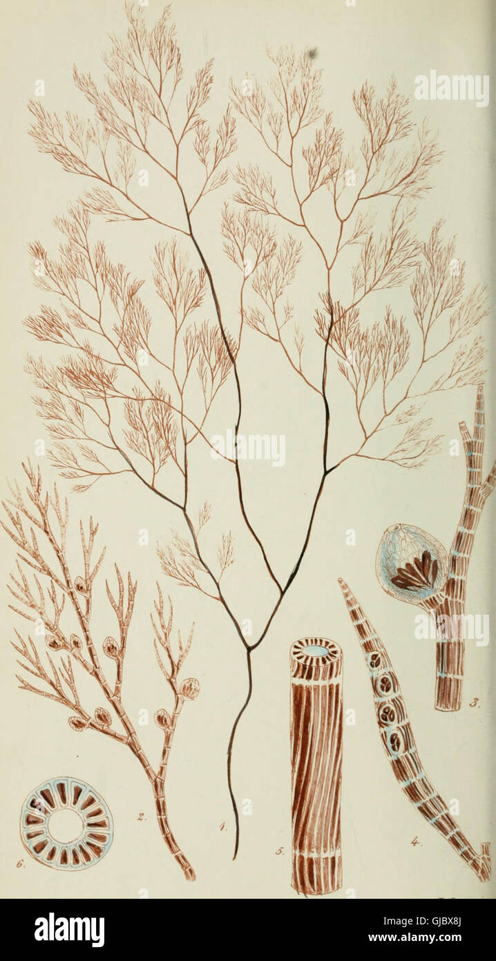 This book provides a comprehensive history of British seaweeds ...
