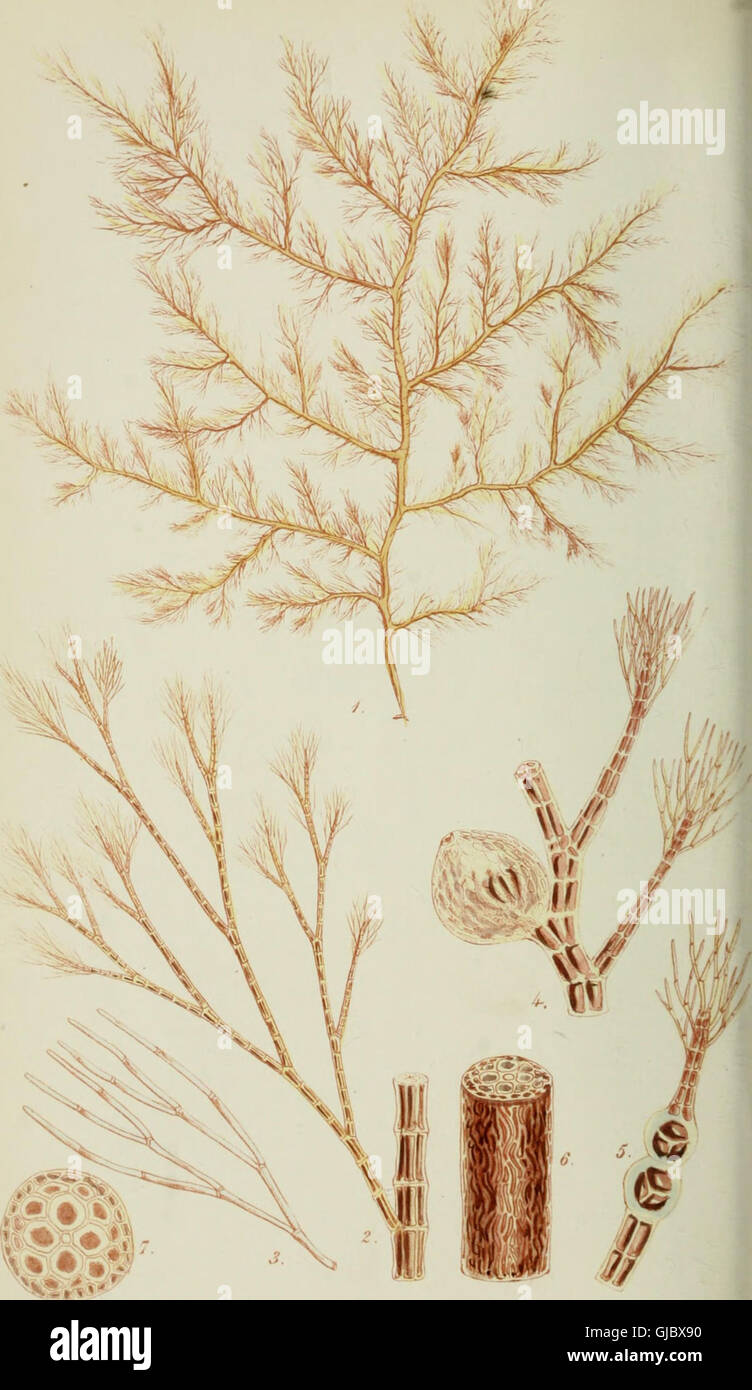 This 19th-century work offers a comprehensive study of British seaweeds ...
