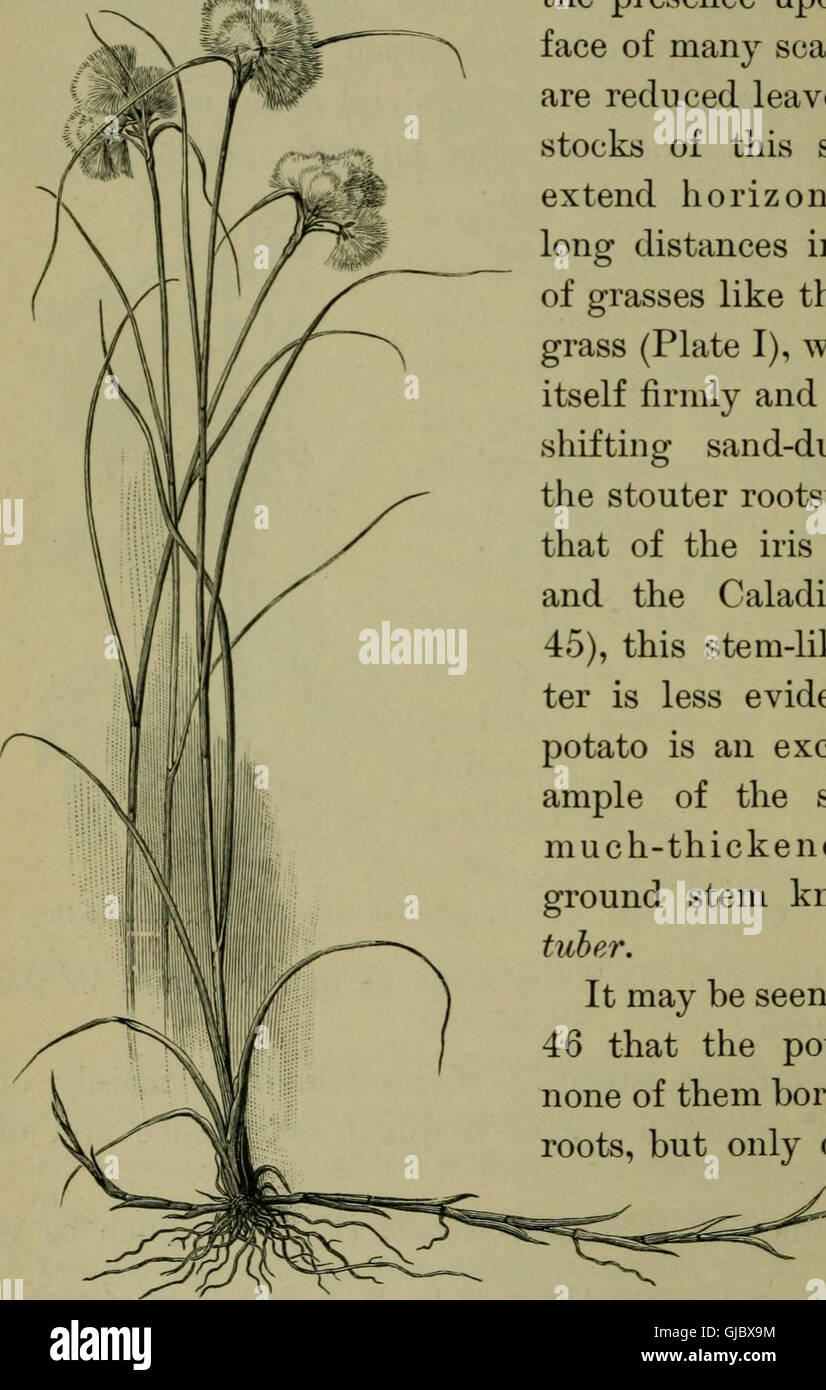 *Foundations of Botany* (1901) is a textbook providing an introduction ...