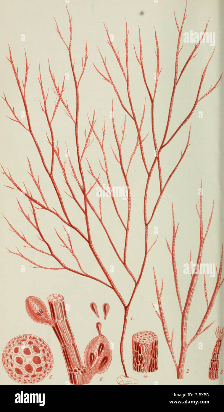 This work offers a comprehensive guide to British seaweeds, featuring ...