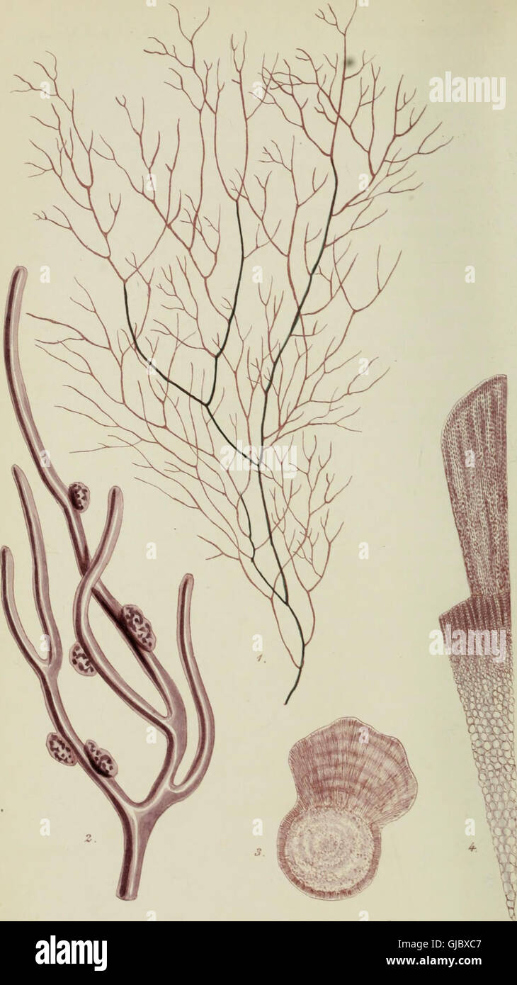 'Phycologia Britannica' is a detailed account of British seaweeds ...