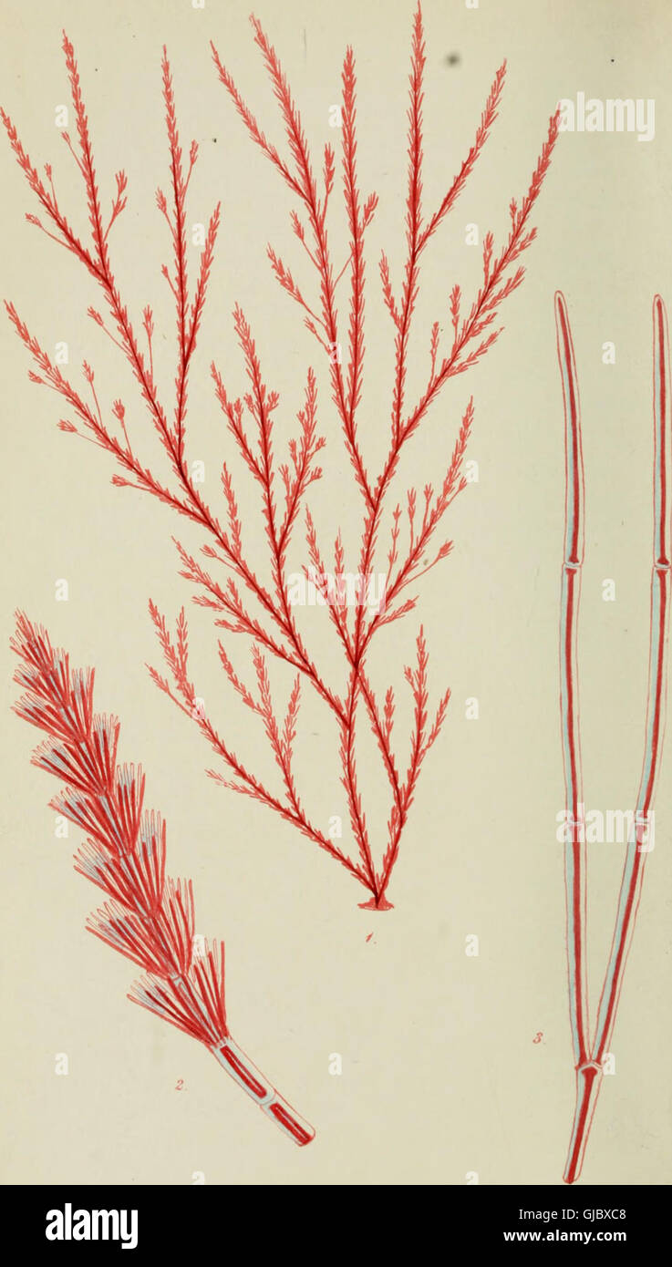 Detailed study of various seaweed species hi-res stock photography and ...