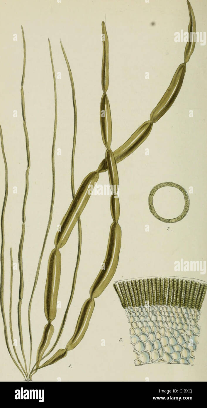 This detailed work provides a comprehensive history of British seaweeds ...