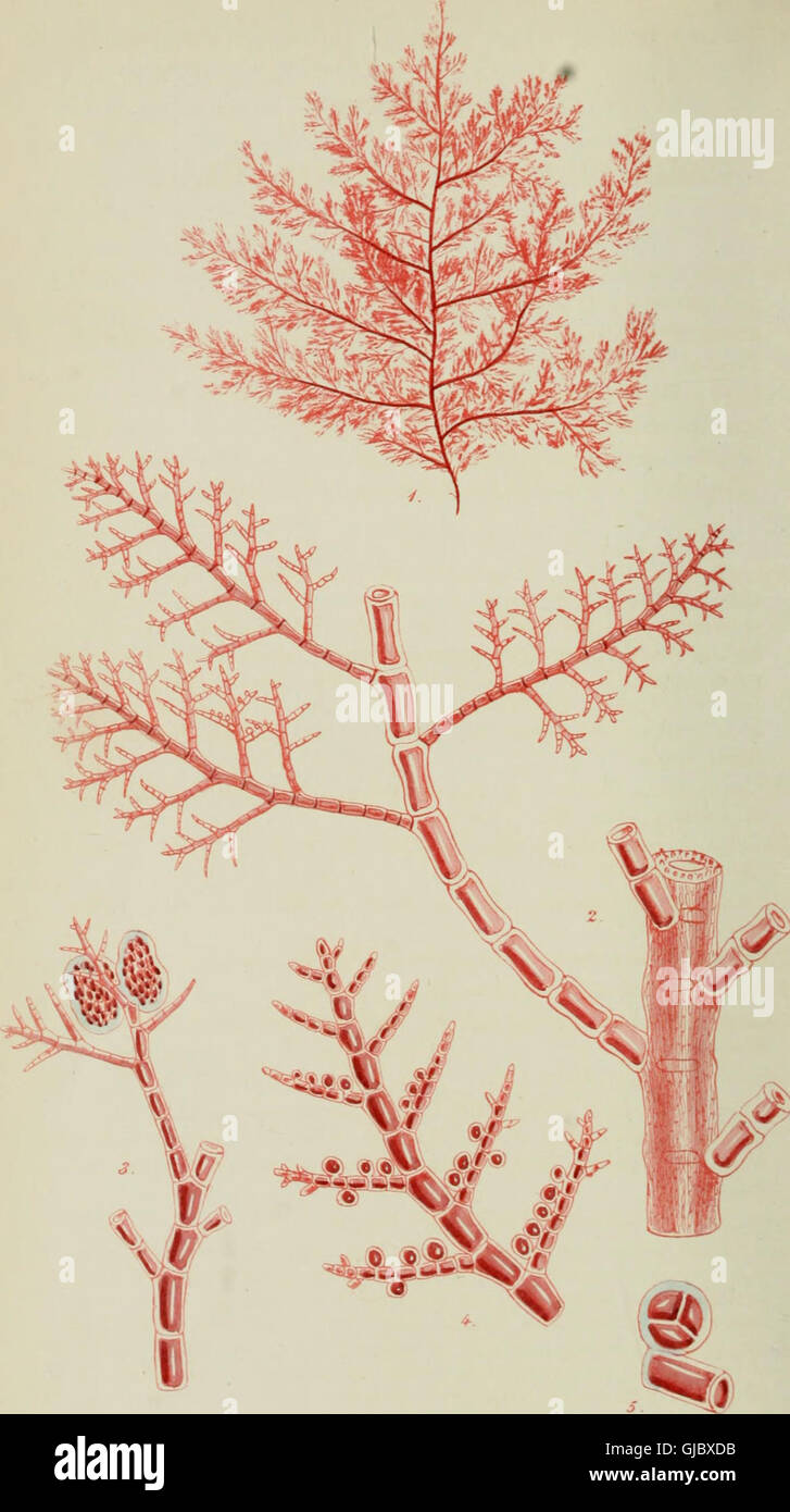 A comprehensive work on British seaweeds, featuring detailed color ...