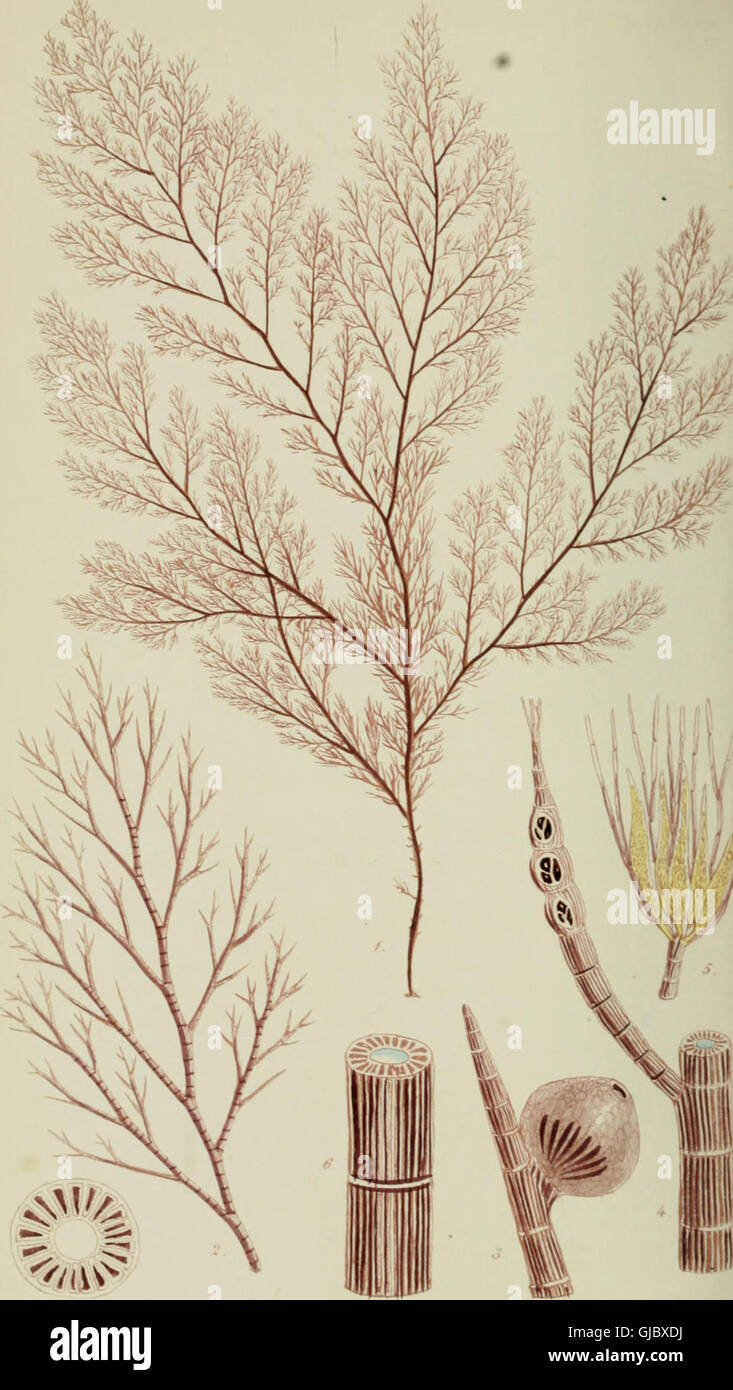 'Phycologia Britannica' is a comprehensive guide to British seaweeds ...